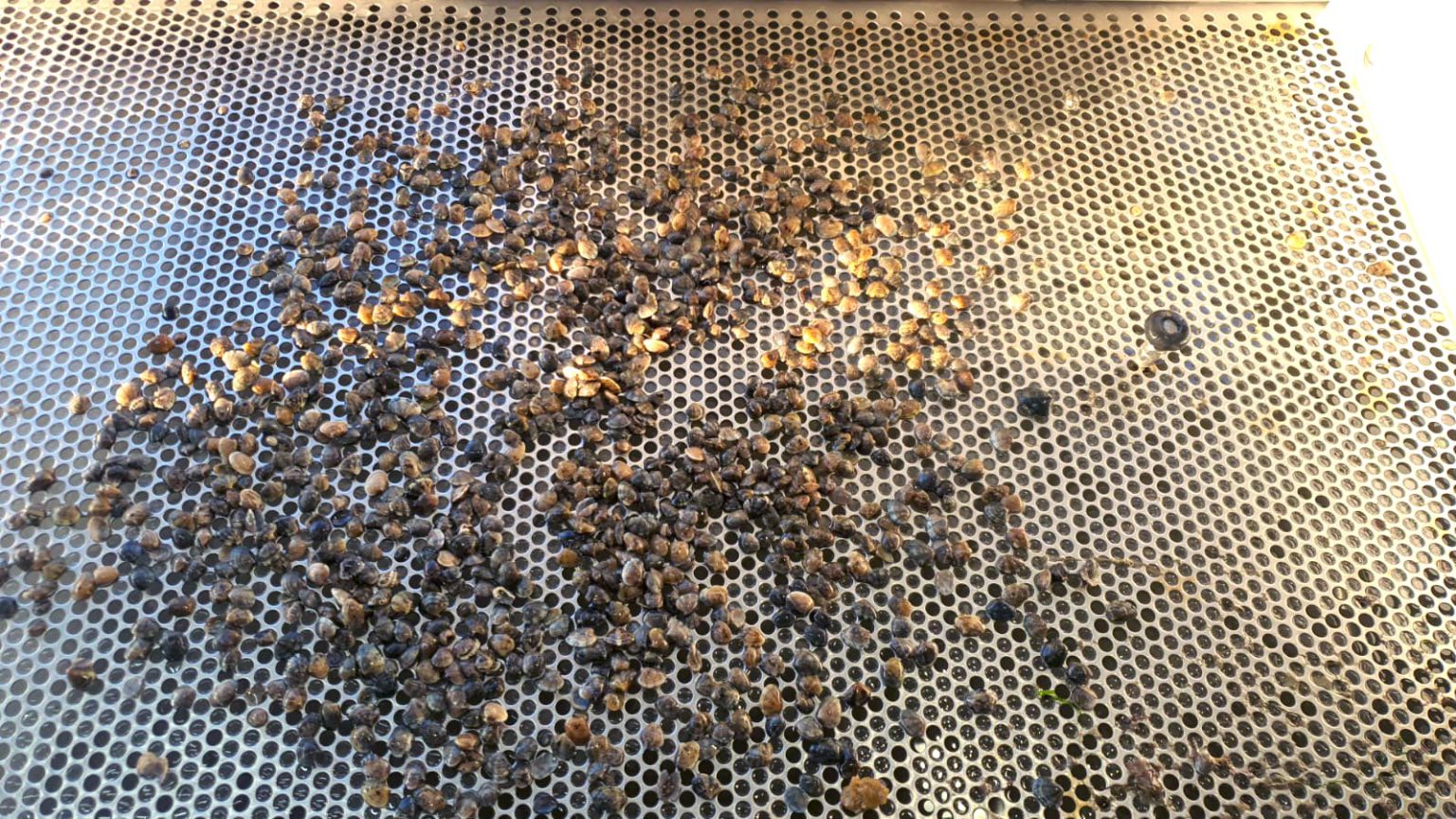 Lamiere forate per filtraggio